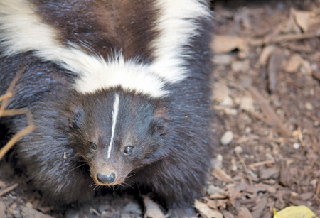 How to Deskunk Your Dog - Countryside